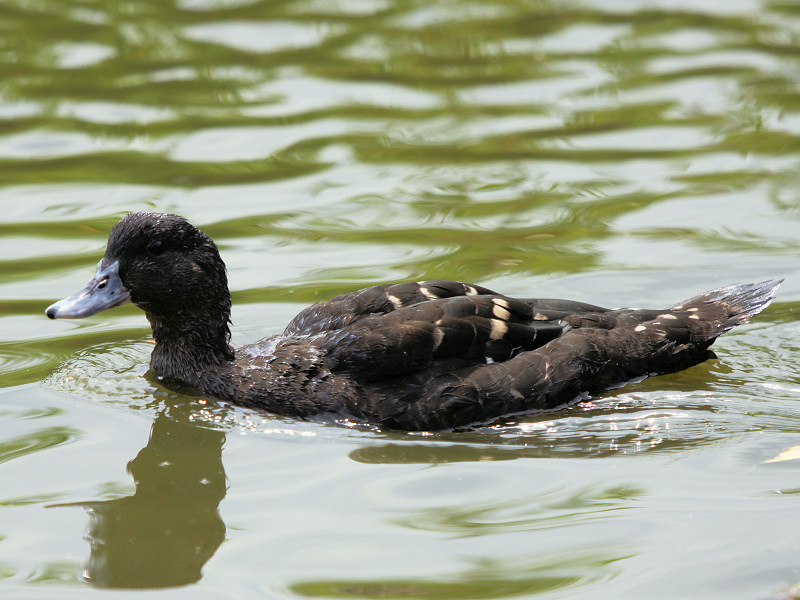 IDENTIFY AFRICAN BLACK DUCK - WWT SLIMBRIDGE