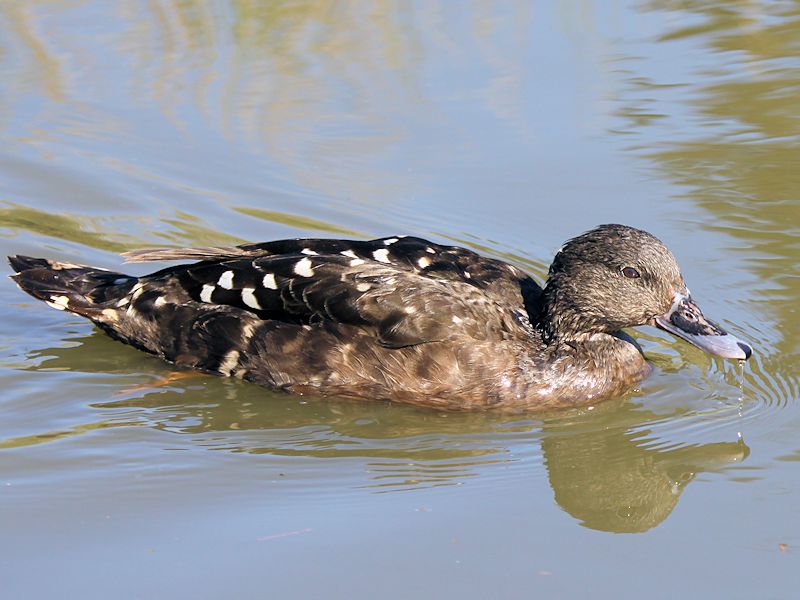 IDENTIFY AFRICAN BLACK DUCK - WWT SLIMBRIDGE