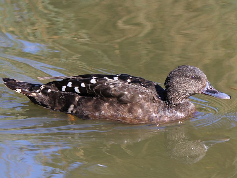 IDENTIFY AFRICAN BLACK DUCK - WWT SLIMBRIDGE