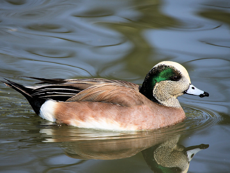 IDENTIFY AMERICAN WIGEON - WWT SLIMBRIDGE