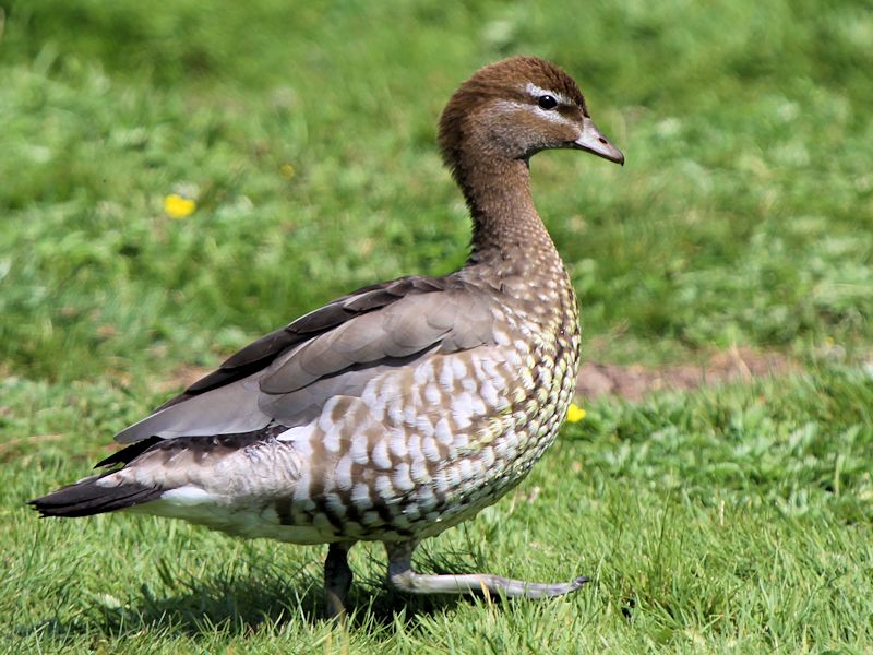 IDENTIFY AUSTRALIAN WOOD DUCK - WWT SLIMBRIDGE