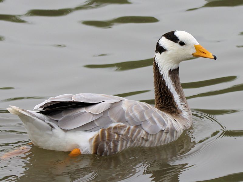 IDENTIFY BAR-HEADED GOOSE - WWT SLIMBRIDGE