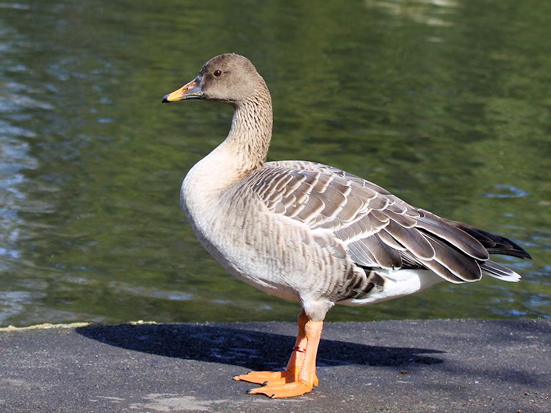 IDENTIFY BEAN GOOSE - WWT SLIMBRIDGE