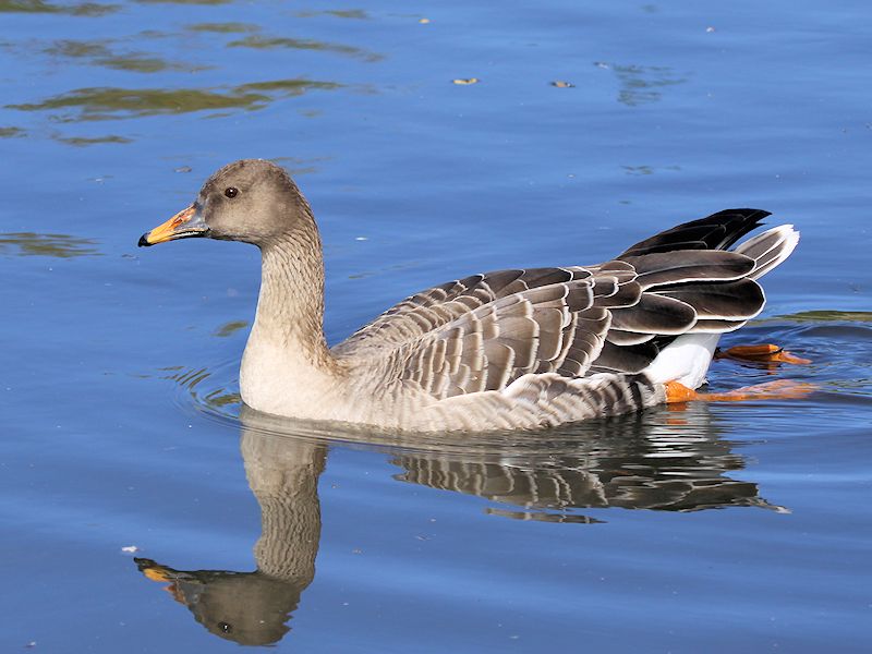 IDENTIFY BEAN GOOSE - WWT SLIMBRIDGE