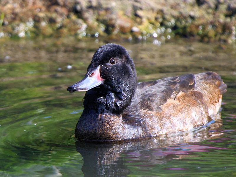 IDENTIFY BLACK-HEADED DUCK - WWT SLIMBRIDGE