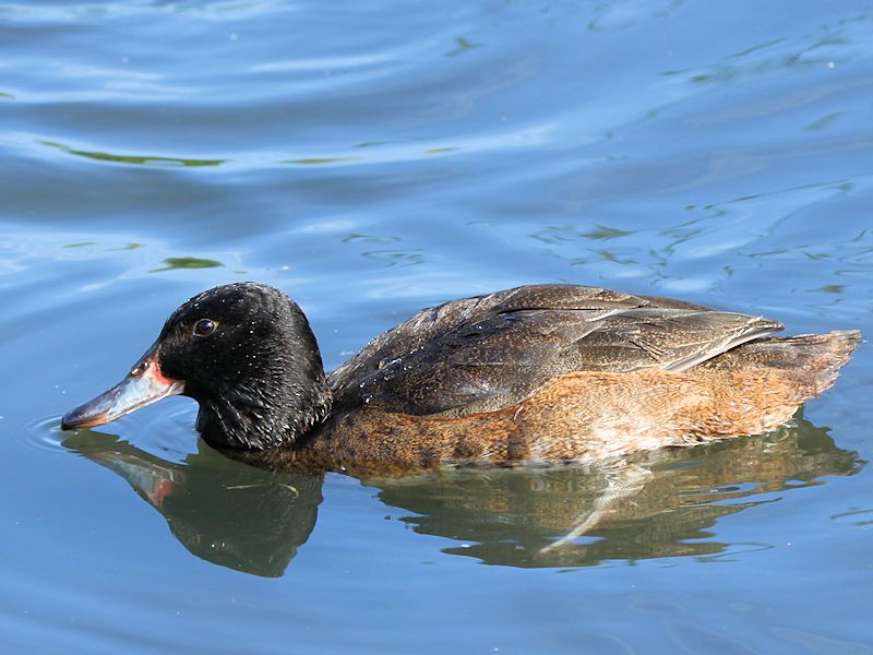 IDENTIFY BLACK-HEADED DUCK - WWT SLIMBRIDGE