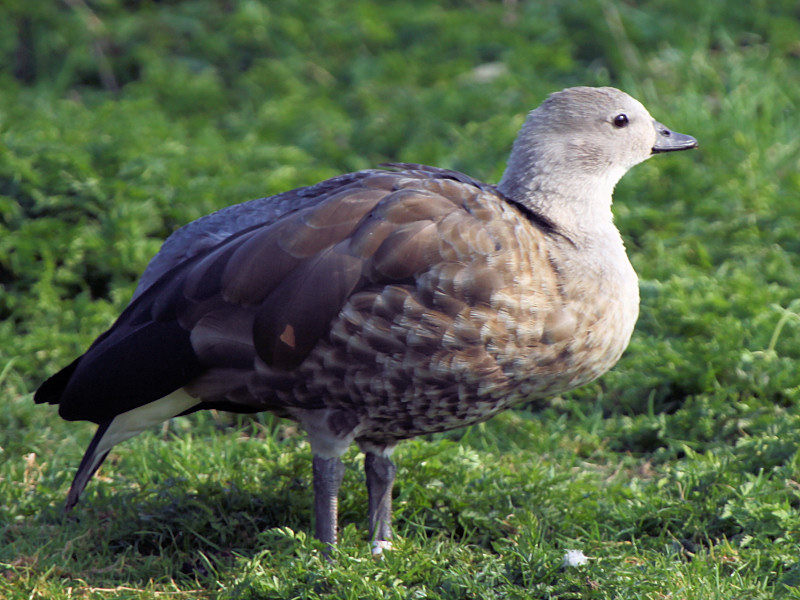 IDENTIFY BLUE-WINGED GOOSE - WWT SLIMBRIDGE