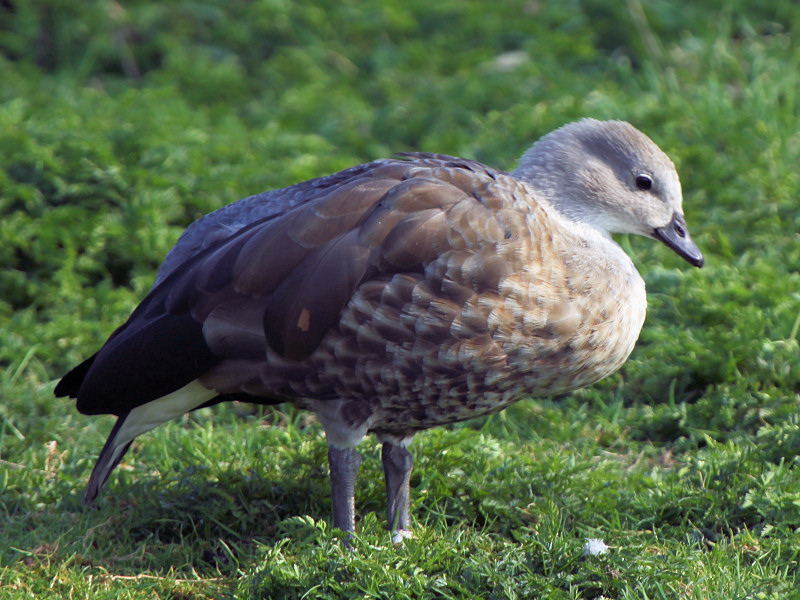 IDENTIFY BLUE-WINGED GOOSE - WWT SLIMBRIDGE