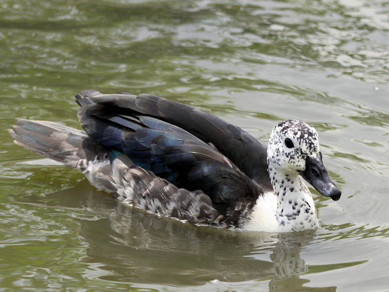 IDENTIFY COMB DUCK - WWT SLIMBRIDGE