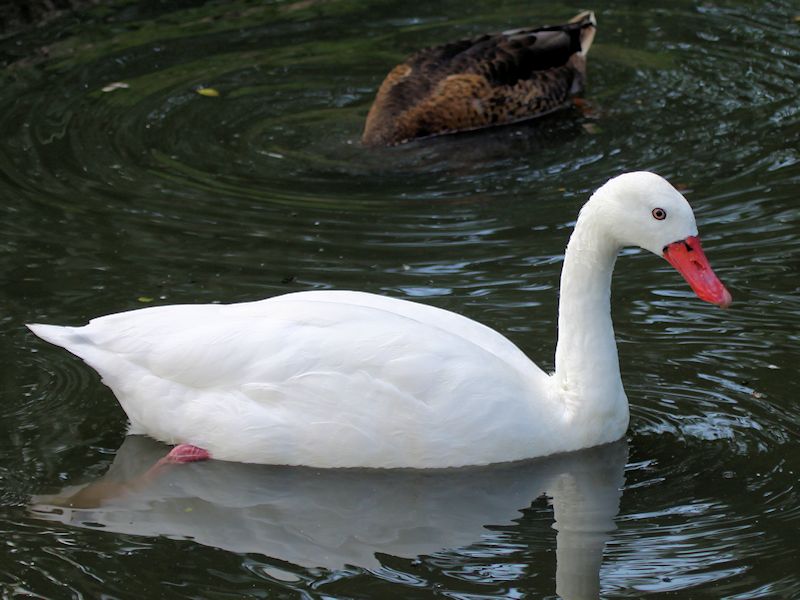 IDENTIFY COSCOROBA SWAN - WWT SLIMBRIDGE