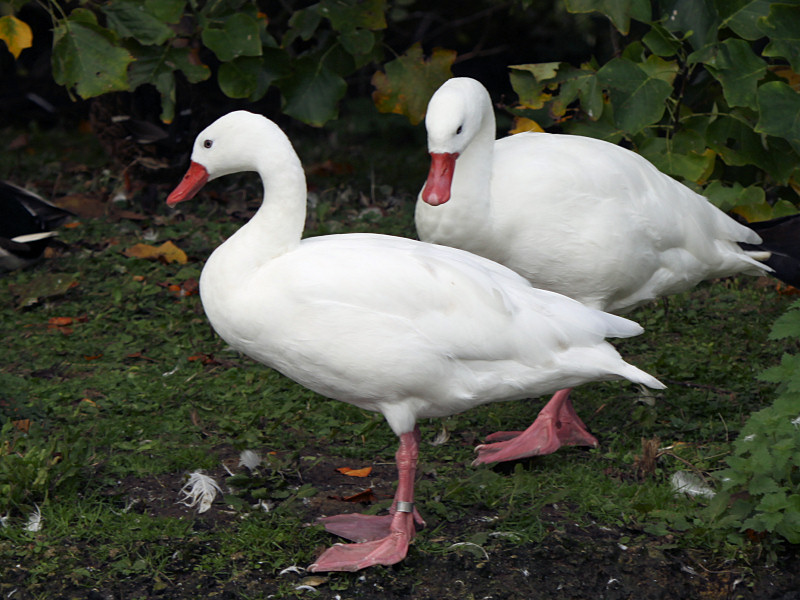 IDENTIFY COSCOROBA SWAN - WWT SLIMBRIDGE