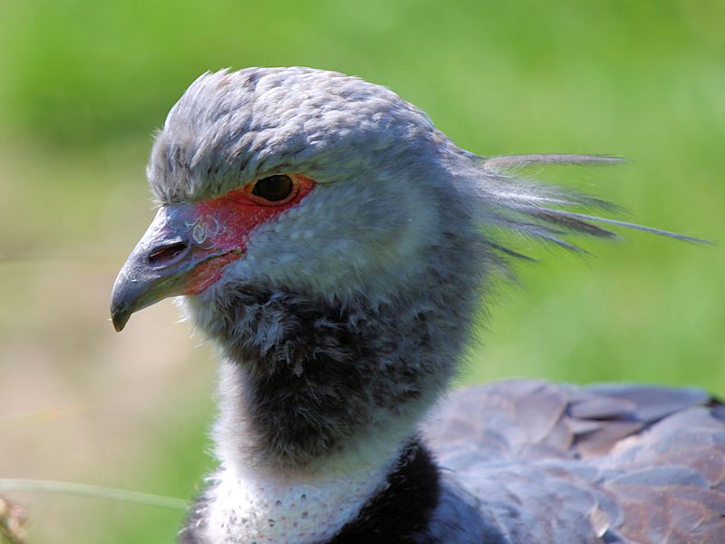 IDENTIFY CRESTED SCREAMER - WWT SLIMBRIDGE