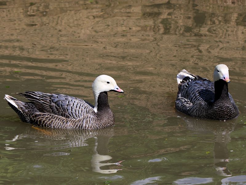 IDENTIFY EMPEROR GOOSE - WWT SLIMBRIDGE
