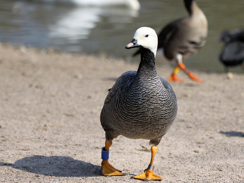 IDENTIFY EMPEROR GOOSE - WWT SLIMBRIDGE