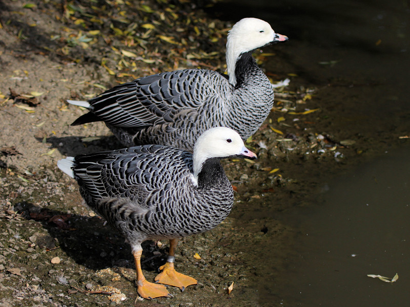 IDENTIFY EMPEROR GOOSE - WWT SLIMBRIDGE