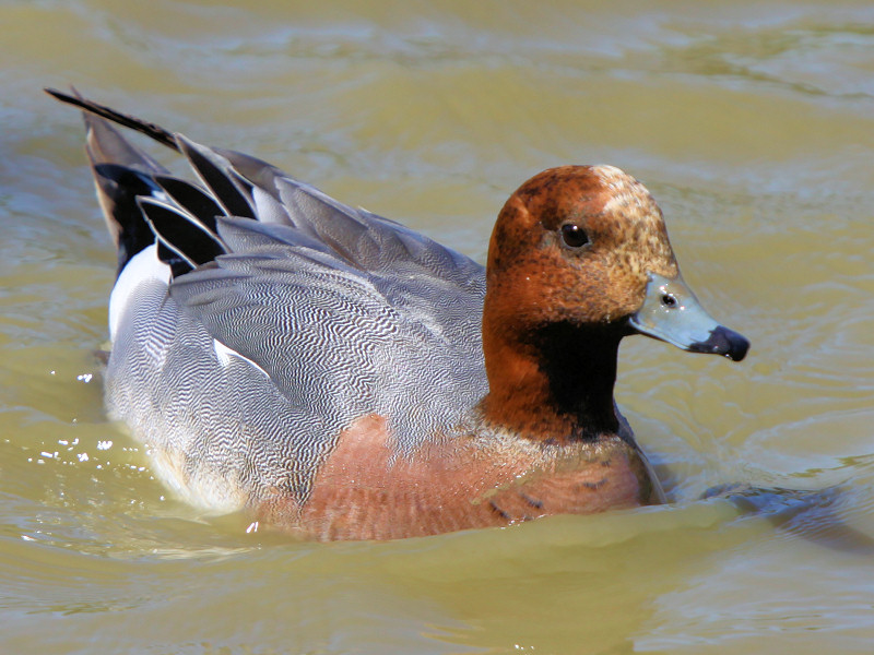 IDENTIFY EURASIAN WIGEON - WWT SLIMBRIDGE