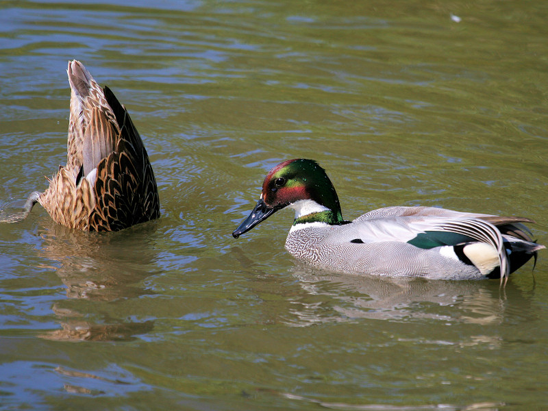 IDENTIFY FALCATED DUCK - WWT SLIMBRIDGE