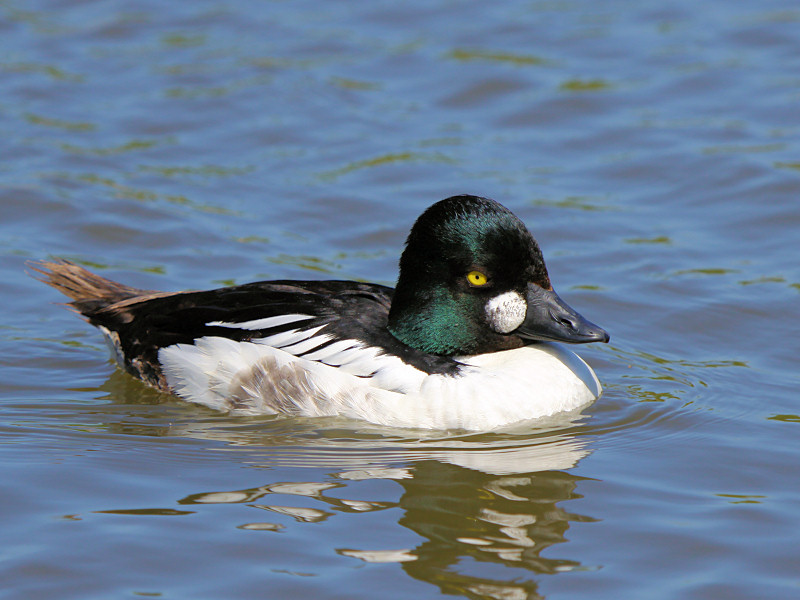 IDENTIFY GOLDENEYE - WWT SLIMBRIDGE