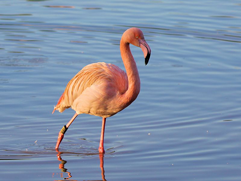 IDENTIFY GREATER FLAMINGO - WWT SLIMBRIDGE
