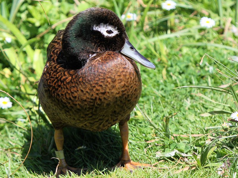 IDENTIFY LAYSAN DUCK - WWT SLIMBRIDGE