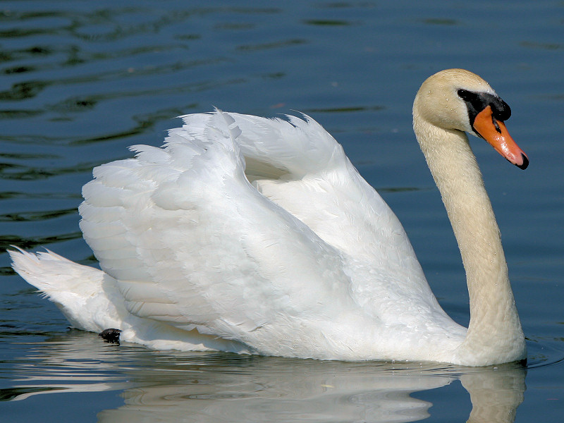 IDENTIFY MUTE SWAN - WWT SLIMBRIDGE