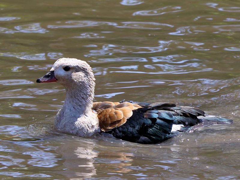 IDENTIFY ORINOCO GOOSE - WWT SLIMBRIDGE