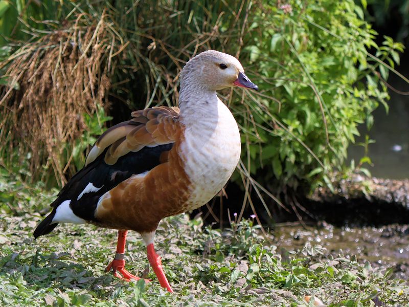 IDENTIFY ORINOCO GOOSE - WWT SLIMBRIDGE