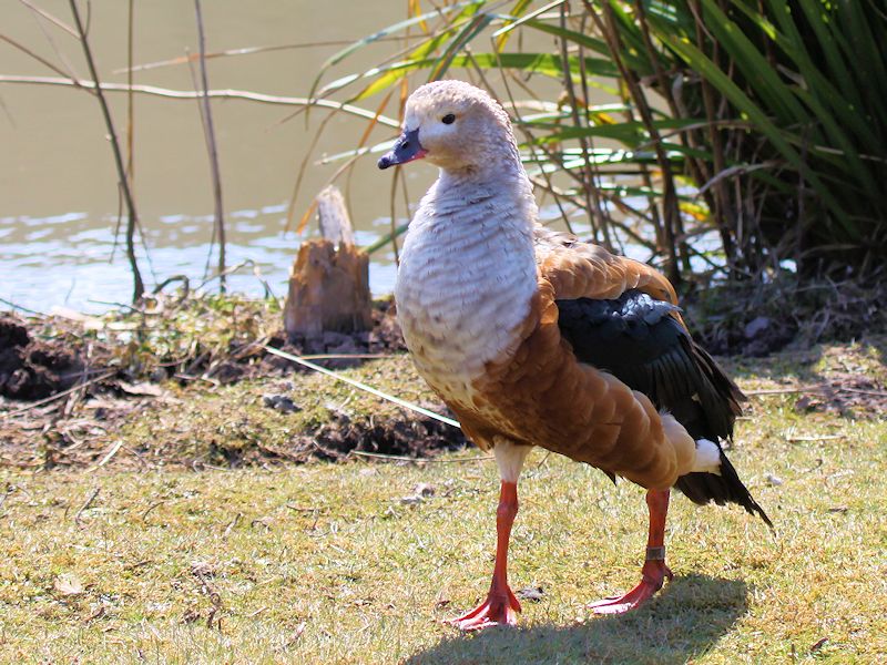 IDENTIFY ORINOCO GOOSE - WWT SLIMBRIDGE