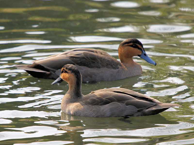 IDENTIFY PHILIPPINE DUCK - WWT SLIMBRIDGE