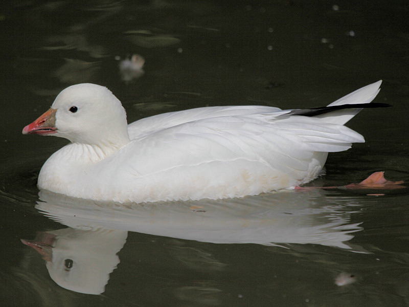 IDENTIFY ROSS'S GOOSE - WWT SLIMBRIDGE