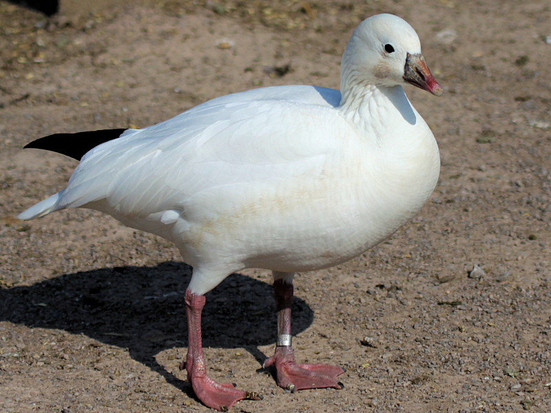 IDENTIFY ROSS'S GOOSE - WWT SLIMBRIDGE