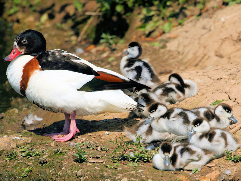 IDENTIFY SHELDUCK - WWT SLIMBRIDGE
