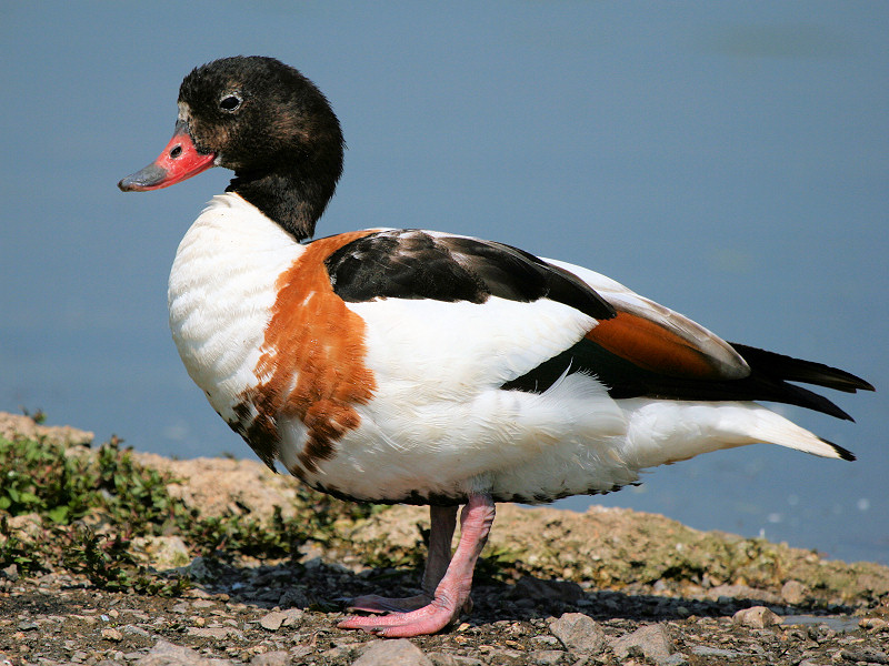 IDENTIFY SHELDUCK - WWT SLIMBRIDGE