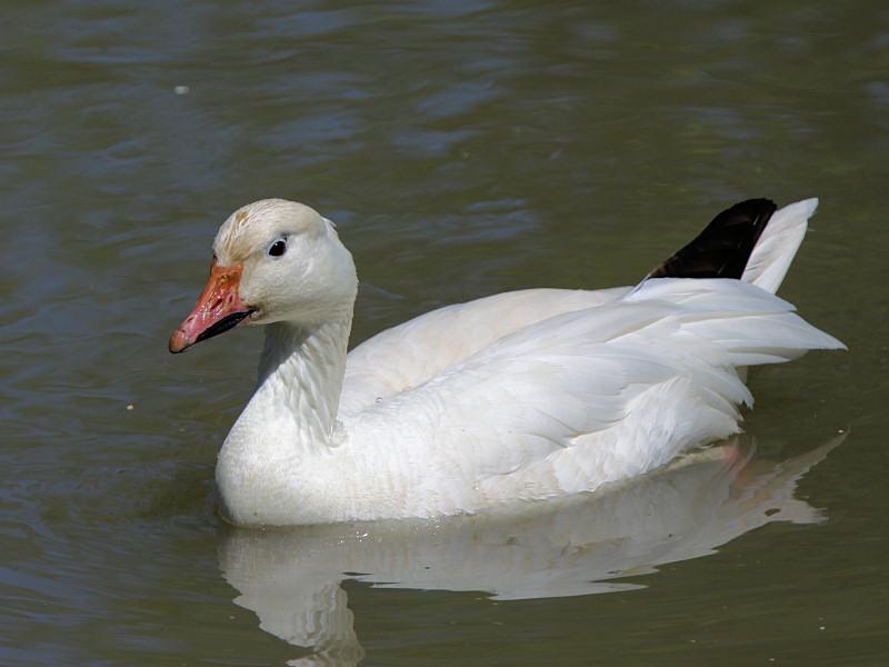 IDENTIFY SNOW GOOSE - WWT SLIMBRIDGE