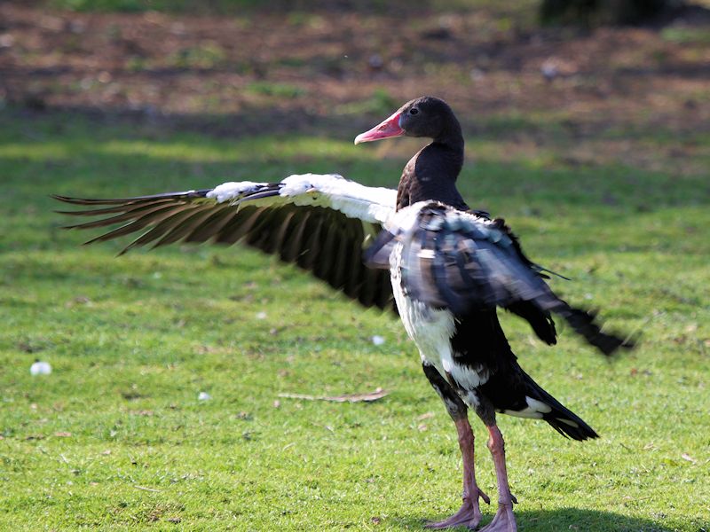 IDENTIFY SPUR-WINGED GOOSE - WWT SLIMBRIDGE