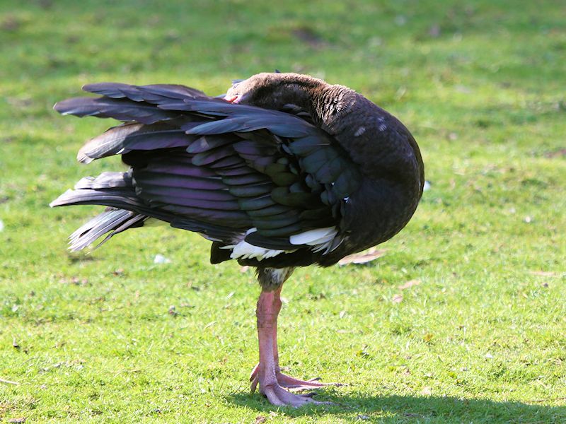 IDENTIFY SPUR-WINGED GOOSE - WWT SLIMBRIDGE