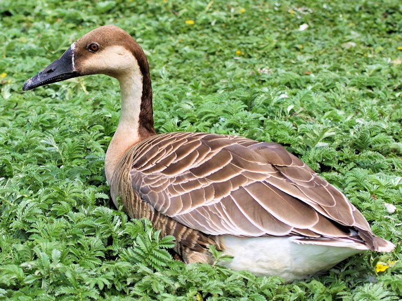 IDENTIFY SWAN GOOSE - WWT SLIMBRIDGE