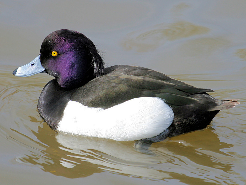 IDENTIFY TUFTED DUCK - WWT SLIMBRIDGE