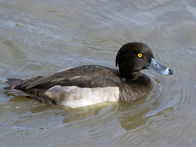 IDENTIFY TUFTED DUCK - WWT SLIMBRIDGE