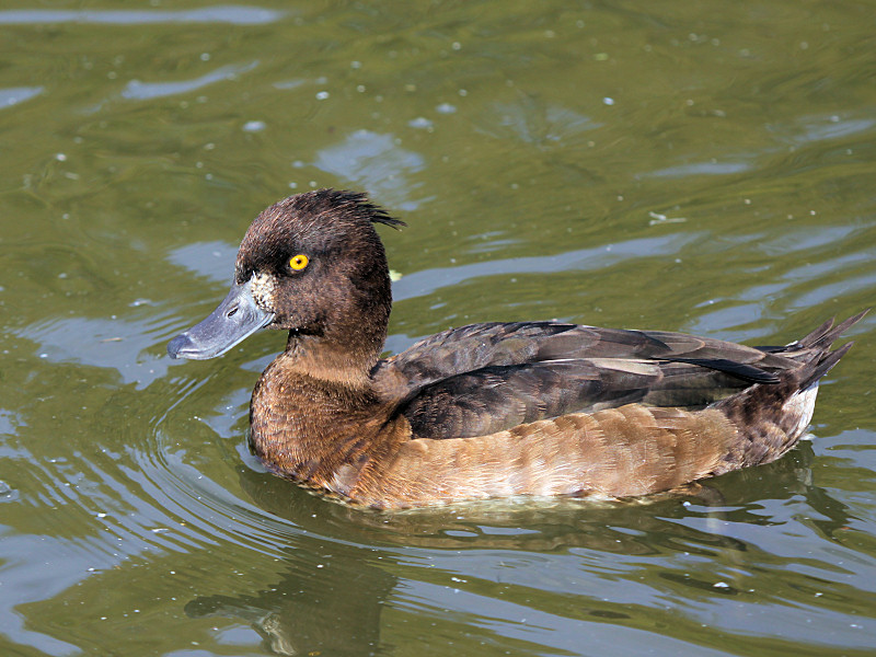 IDENTIFY TUFTED DUCK - WWT SLIMBRIDGE
