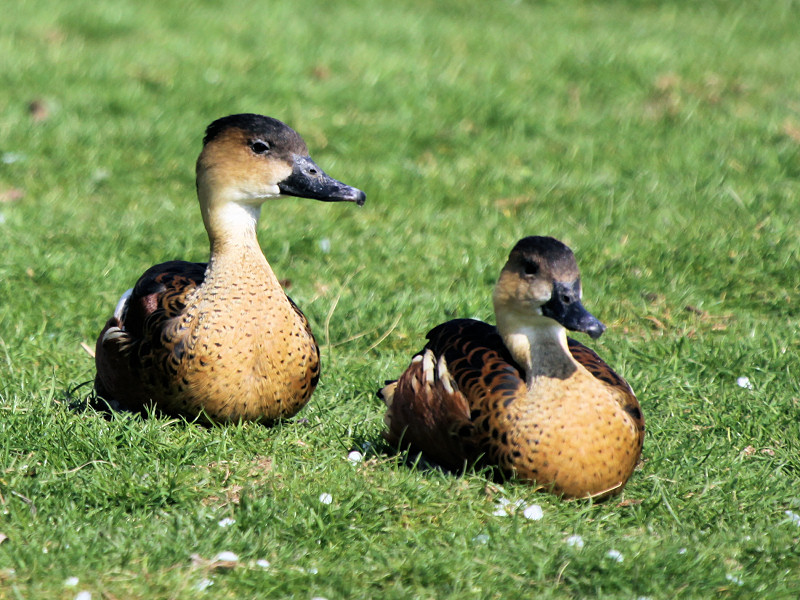 IDENTIFY WANDERING WHISTLING DUCK - WWT SLIMBRIDGE