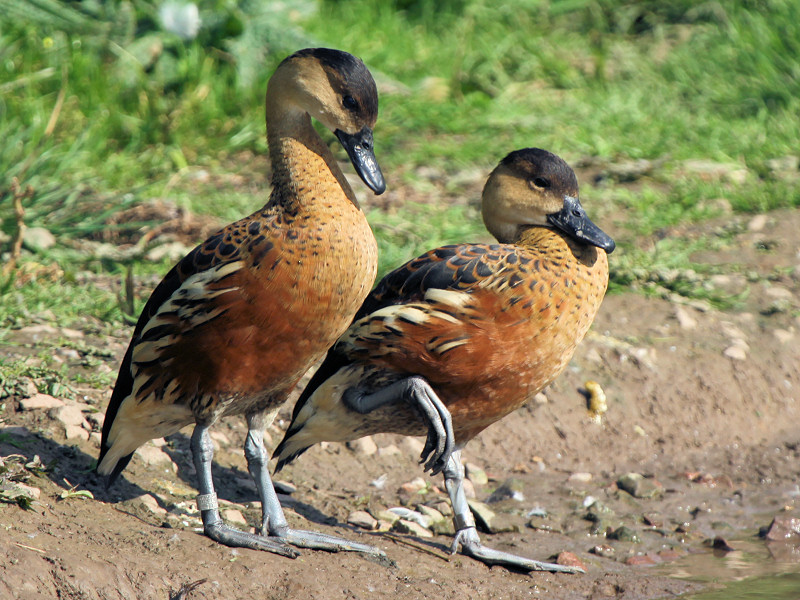 IDENTIFY WANDERING WHISTLING DUCK - WWT SLIMBRIDGE