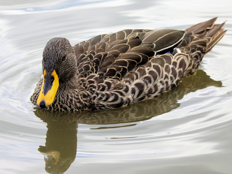 IDENTIFY YELLOW-BILLED DUCK - WWT SLIMBRIDGE