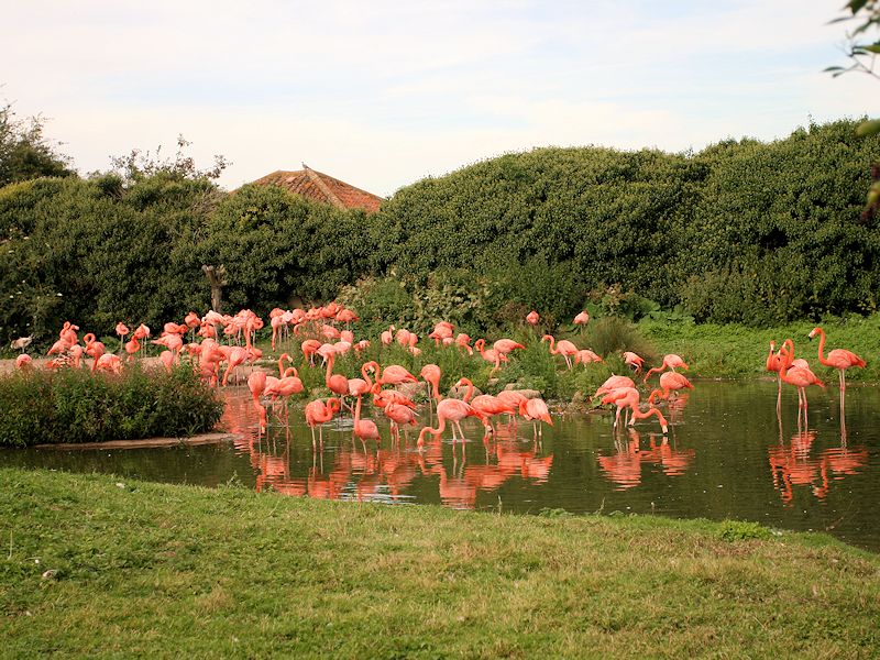 IDENTIFY AMERICAN FLAMINGO - WWT SLIMBRIDGE