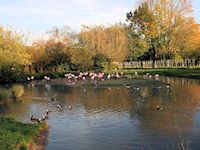WWT SLIMBRIDGE WETLAND CENTRE